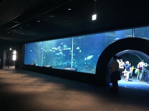 マリンピア水族館 マリンピア イルカショー 新潟市水族館マリンピア日本海 新潟市中央区 Aoyu