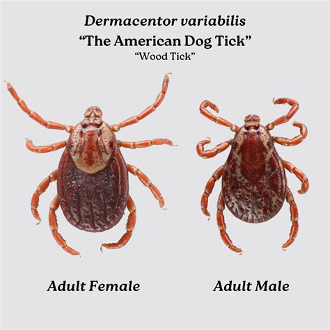 Do Wood Ticks Or Deer Ticks Carry Lyme Disease