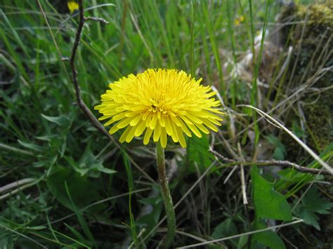 Free Images Grass Meadow Dandelion Prairie Flower Spring Green