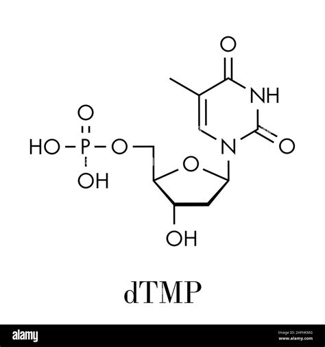 Thymidine Monophosphate Nucleotide Molecule Stock Vector Images Alamy