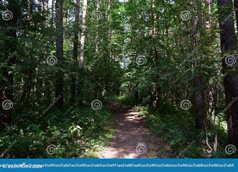 Path Through The Forest Flowers And Green Grass Mixed Woodland Stock