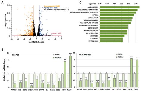 New Functions Of Intracellular Loxl2 Modulation Of Rna Binding Proteins
