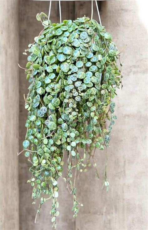 String Of Turtles Peperomia Prostrata Turtles Trailing Succulent Hanging Plant Home Decor