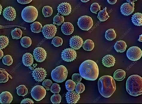 Pollen Grains Sem Stock Image B786 0625 Science Photo Library