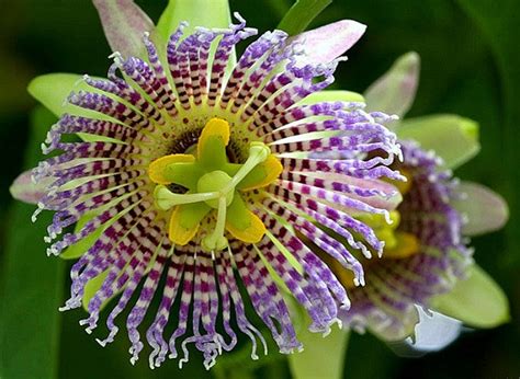 Passiflora Ligularis 10 Live Seeds Sweet Granadilla Sugar Fruit