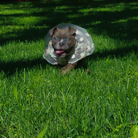 Cute Pupper Rpuppies