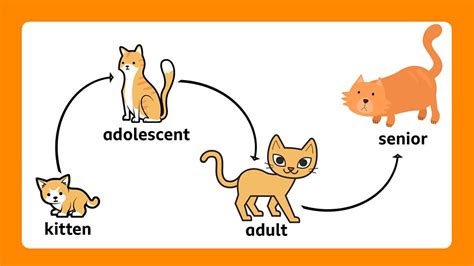 What Is A Lifecycle Bbc Bitesize