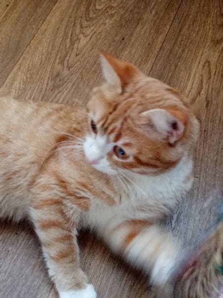 Рыжий кот с большими жёлтыми глазами Игривый очень любит когда его гладят 2 года Барахолка