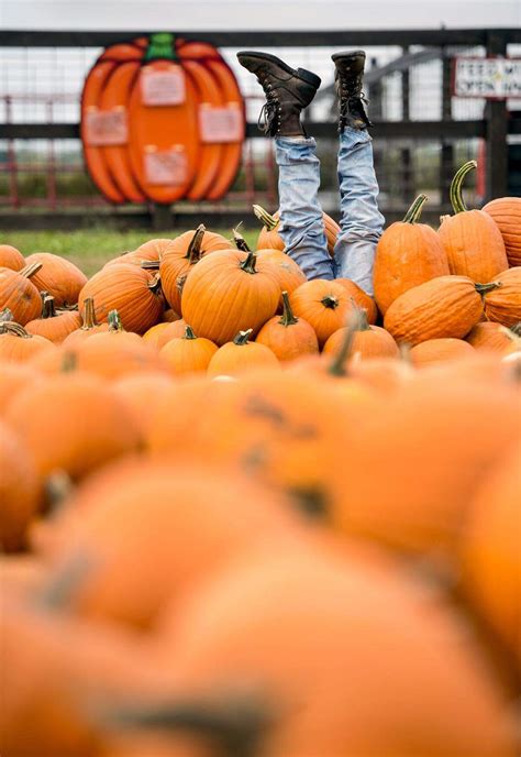11 Pumpkin Patches To Check Out In The Kansas City Area Kansas City Star