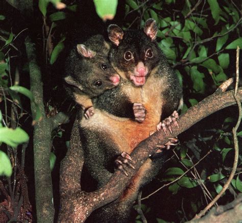 Short Eared Brushtail Possum The Australian Museum