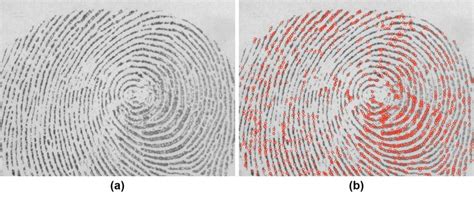 Pore Extraction Example A A Fingerprint Image Of Polyu Hrf Database Download Scientific