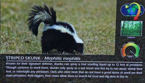 Skunk Sign Smurf Sparkles Flickr