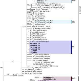 Bayesian Phylogenetic Tree Based On The Genus Breviolum ITS2 RDNA