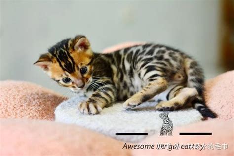 孟加拉豹猫金豹宝宝生活照分享 知乎