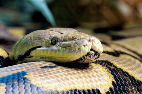 Python Reticulatus Images Browse Stock Photos Vectors And Video Adobe Stock