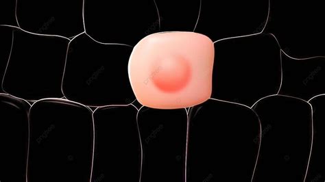 Adult Stem Cell Biotechnology Mitosis Health Photo Background And Picture For Free Download