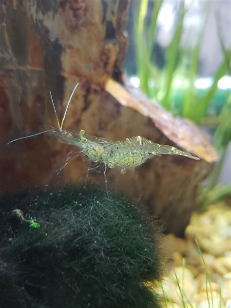 Berried Ghost How Close Does She Look To Laying Her Eggs I Have 2