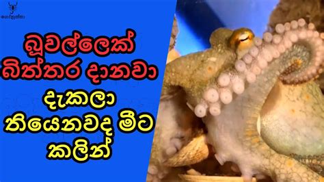 මෙන්න බලාගන්න බූවල්ලෙක් බිත්තර දාන්නේ කොහොමද කියලා Youtube