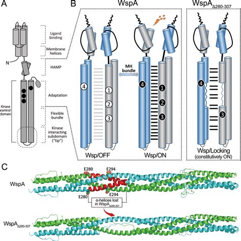 In Silico Prediction Of The Structural And Functional Consequences Of Download Scientific
