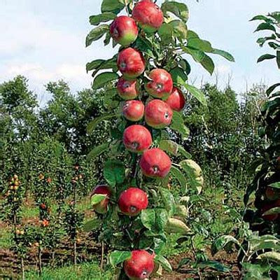 Яблоня Сорт Останкино Описание Фото – Telegraph