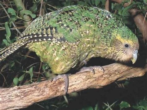 Kakapo Facts Size Lifespan Diet Pictures And More