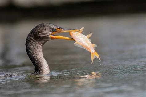 Bird Eating A Fish