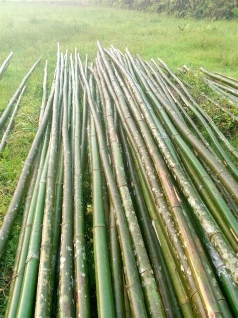 Green Tulda Bamboo Plant For Plantation At Rs 50 Piece In Indore Id