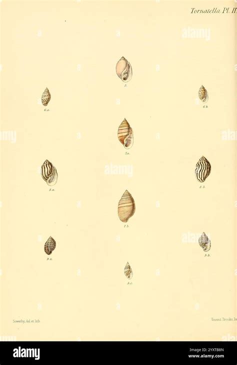 Conchologia Iconica Or Illustrations Of The Shells Of Molluscan