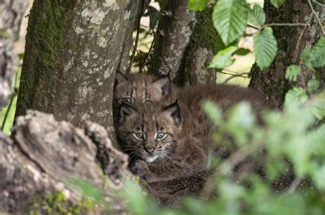 Deux Bébés Lynx ~ Grottes De Han