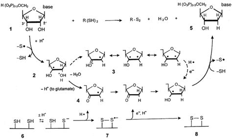Deoxyribonucleotide