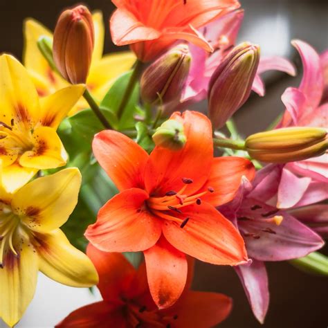 Language Of Love Symbolism Behind Valentines Day Flowers
