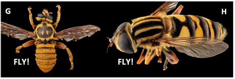 Mason Bee Edu Educator Modules Bee Anatomy