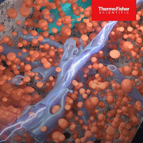 How Fib Sem Imaging Reveals Brain Function Accelerating Microscopy