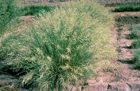 Eragrostis Curvula African Lovegrass Boer Lovegrass Curved Lovegrass