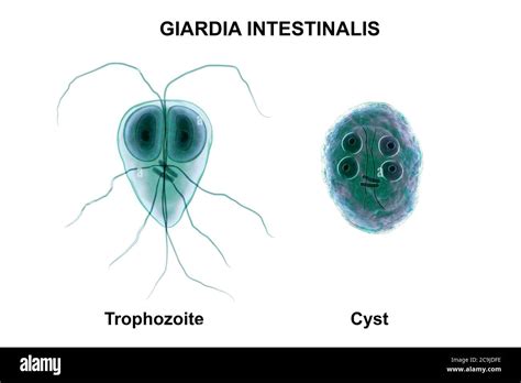 Giardia Antigen Vs Cyst At Kendra Mayes Blog