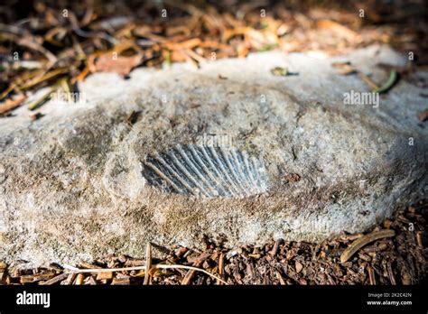 Closeup View Of A Shellfish Fossil Stock Photo Alamy
