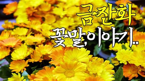 ☞금잔화의꽃말과이야기입니다 이별없는사랑하시고 건강하세요 Youtube