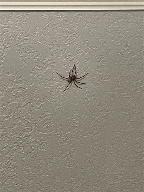 This Guy Showed Up On Our Bathroom Wall California Bay Area A Bit