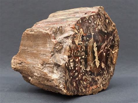 Petrified Wood Fossilised Tree Trunk 12×105×15 Cm Catawiki