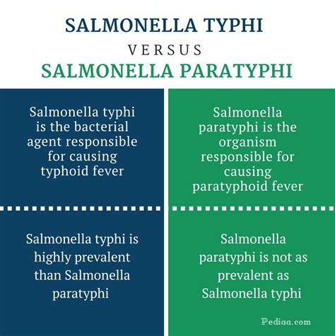 Salmonella Paratyphi At Terry Summers Blog