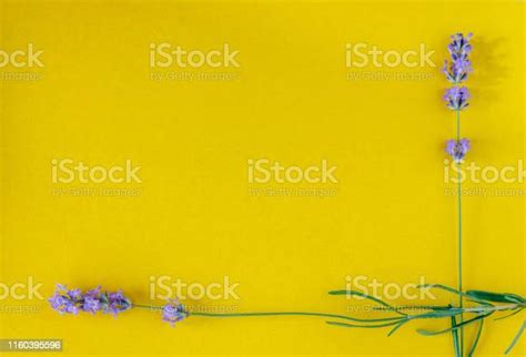 밝은 노란색 배경 상단보기에 신선한 라벤더 꽃다발의 둥근 또는 사각형 프레임 공간을 복사합니다 플랫 레이 0명에 대한 스톡 사진 및 기타 이미지 Istock