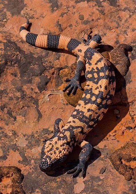 100 Gila Monster Pictures