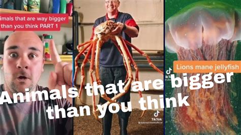 Animals That Are Bigger Than You Think Tiktok Compilation Youtube