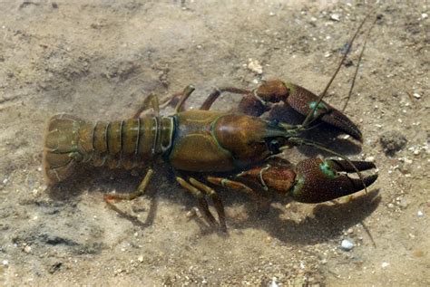 Pacifastacus Leniusculus Faits Alimentation Habitat And Photos Sur