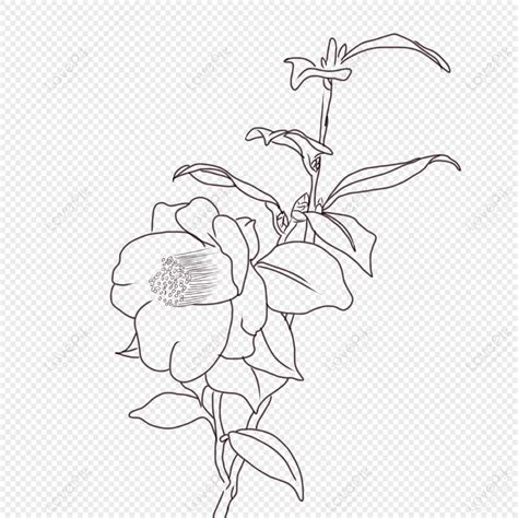 선 그리기 꽃 Png 일러스트 무료 다운로드 Lovepik