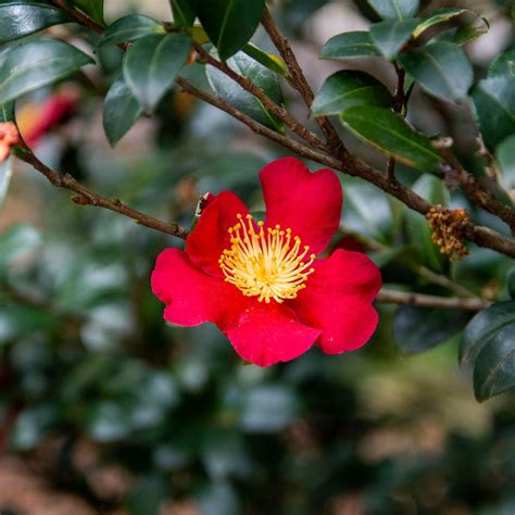 Yuletide Camellia Charleston Parks Conservancy