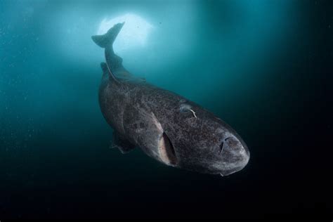 Greenland Sharks Surprisingly Smart And Misunderstood