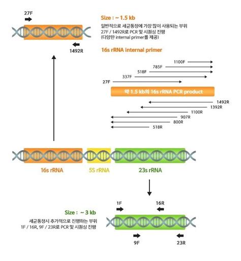 Microbial Identification 주 바이오디