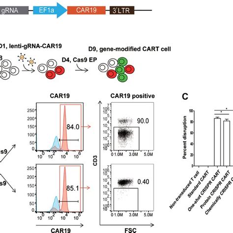 Car T Cells Showed Specific Cytotoxicity Against Cd19 Nalm 6 Cells Download Scientific