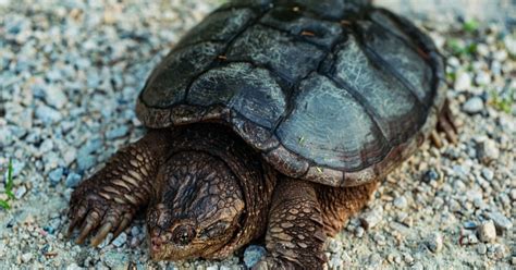 How To Identify A Snapping Turtle All Turtles